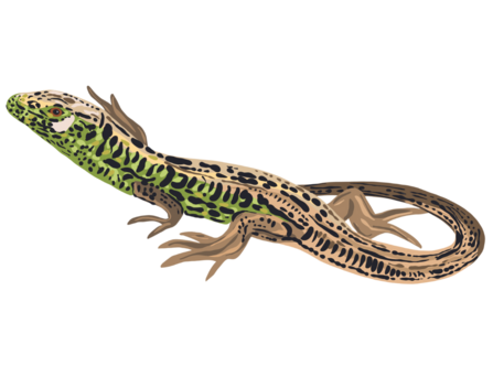 Sand Lizard | Surrey Wildlife Trust